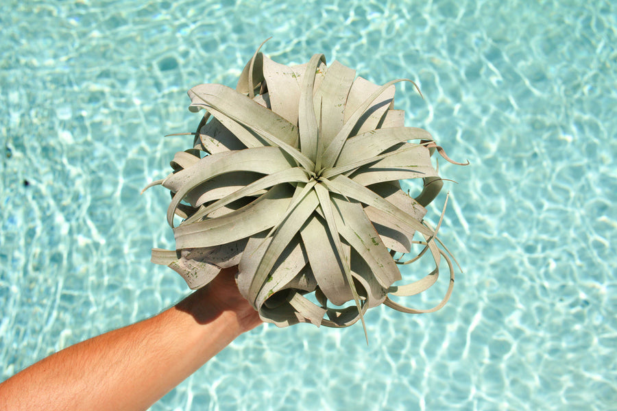 Hot Sun & Air Plants | Tillandsia Care – Air Plant City