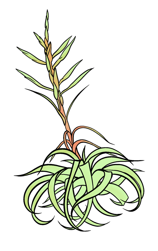 Air Plant City: Buy Air Plants & Tillandsias Online Today!