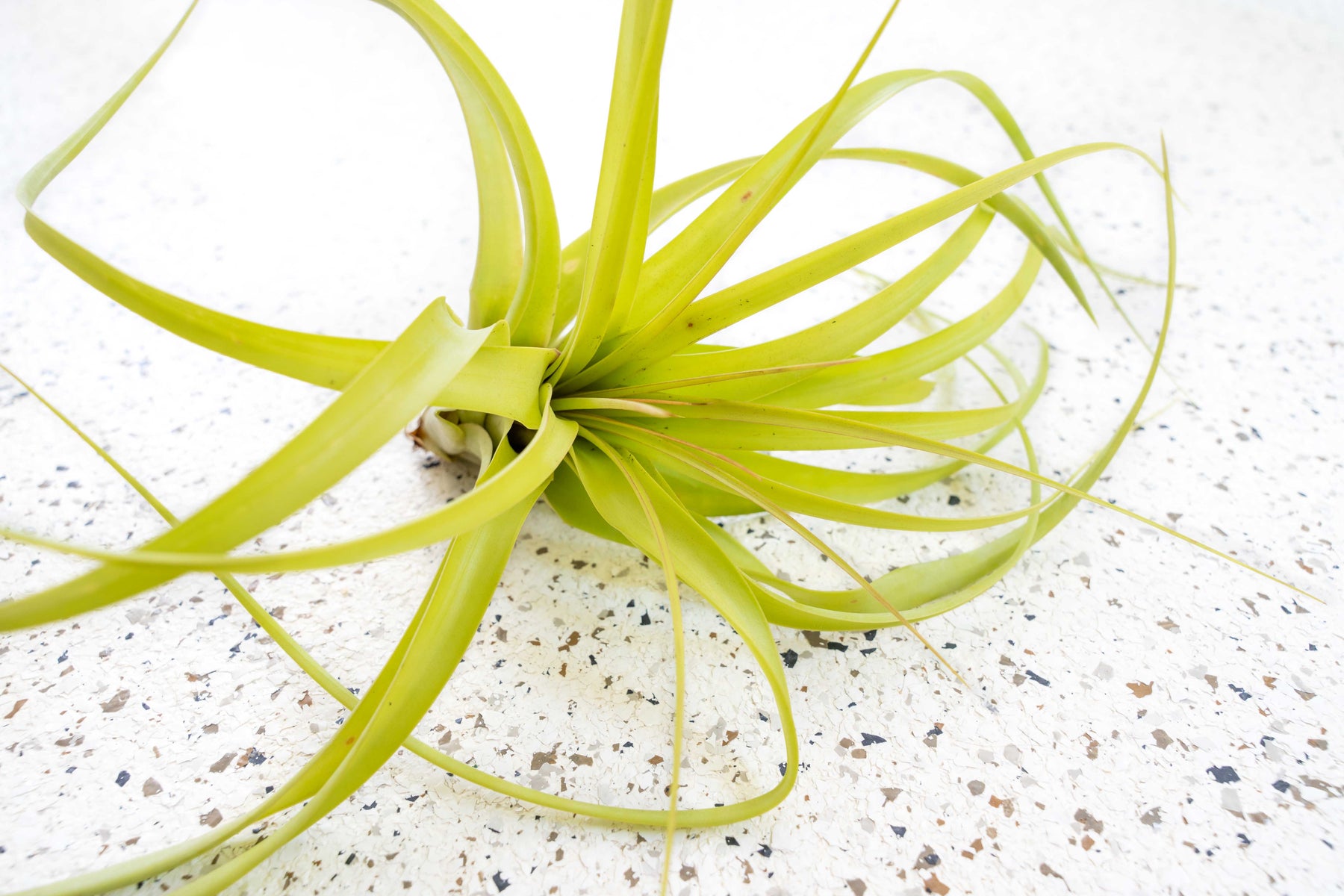 Air Plants - Tillandsia Roland Gosselini - Large, Premium – Air Plant City