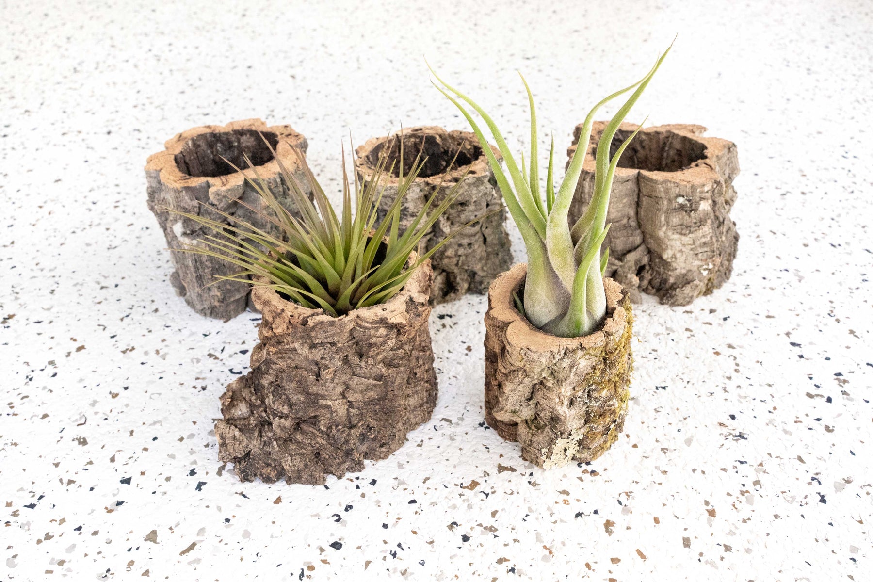 Plant Display - Cork Bark Planter and Tillandsia Air Plants – Air Plant ...